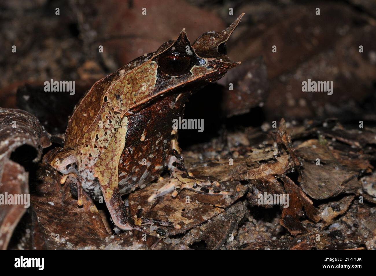 Long-nosed Horned Frog (Pelobatrachus nasutus Stock Photo - Alamy