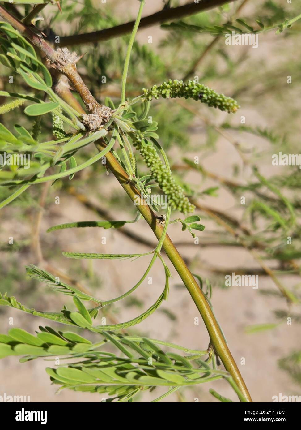 Velvet mesquite hi-res stock photography and images - Alamy