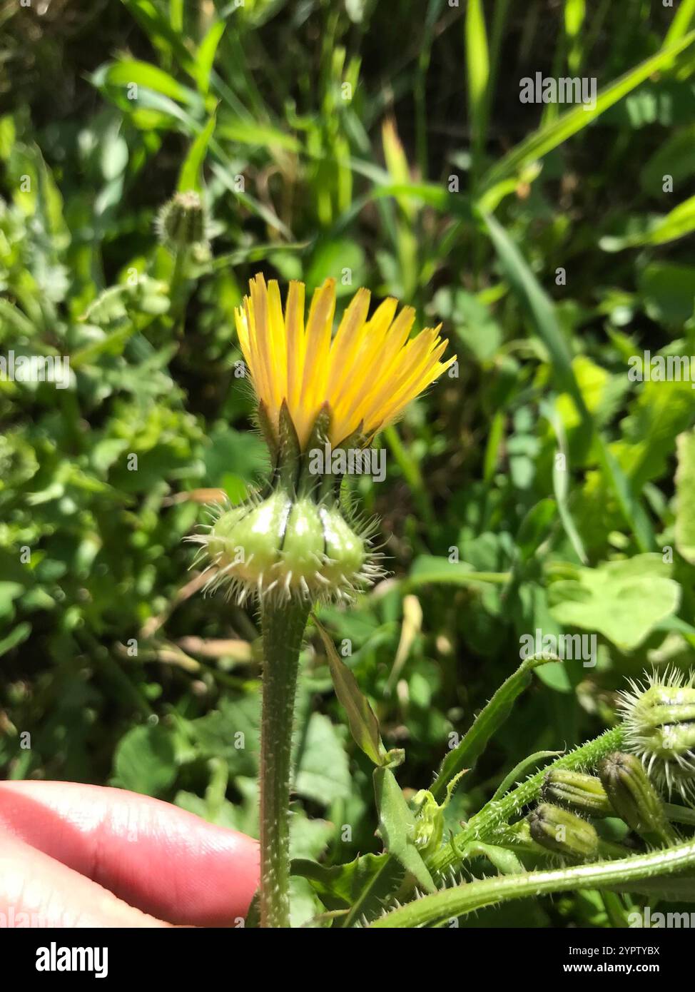 False Hawkbit (Urospermum picroides Stock Photo - Alamy