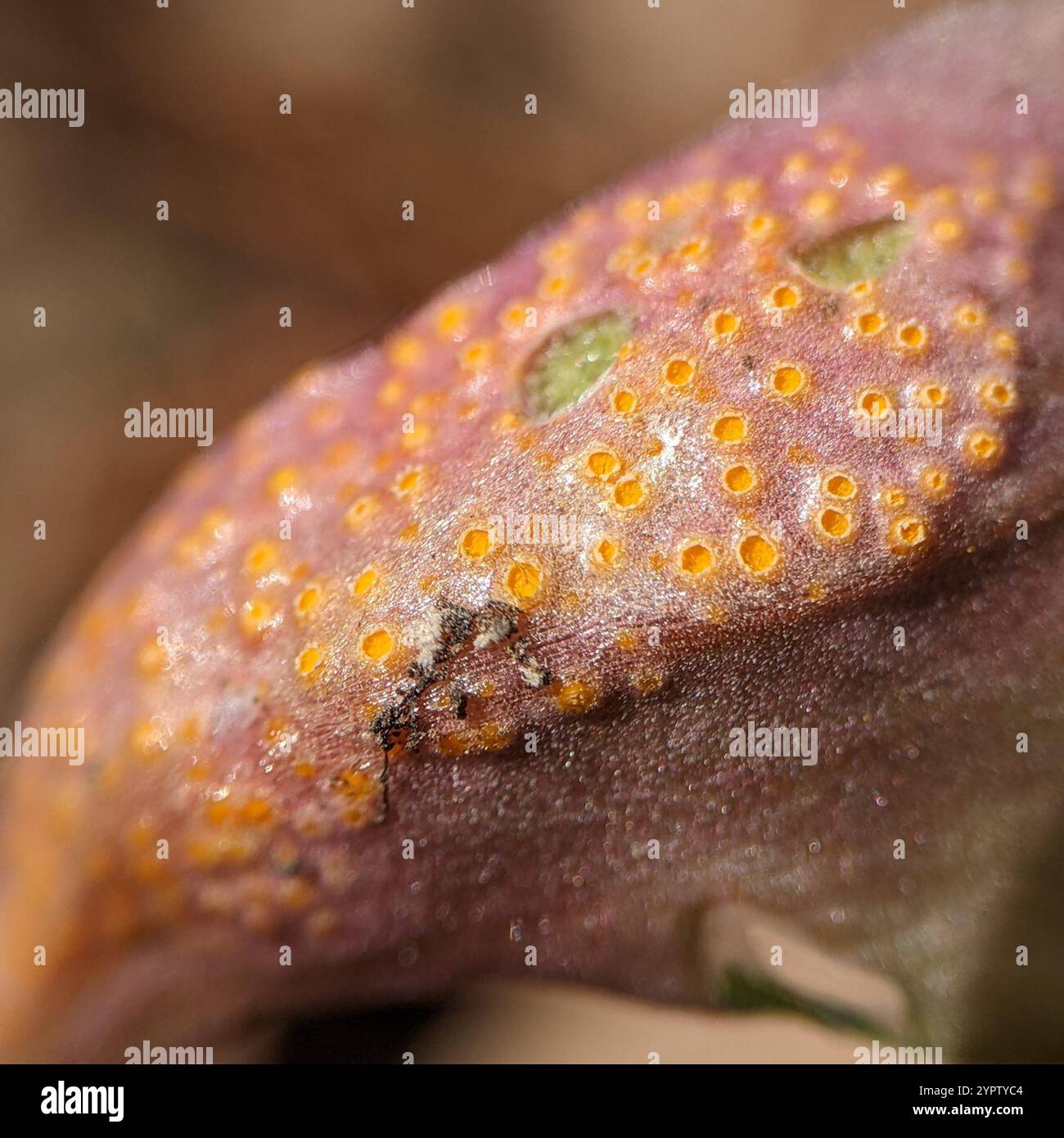 spring beauty rust (Puccinia mariae-wilsoniae Stock Photo - Alamy