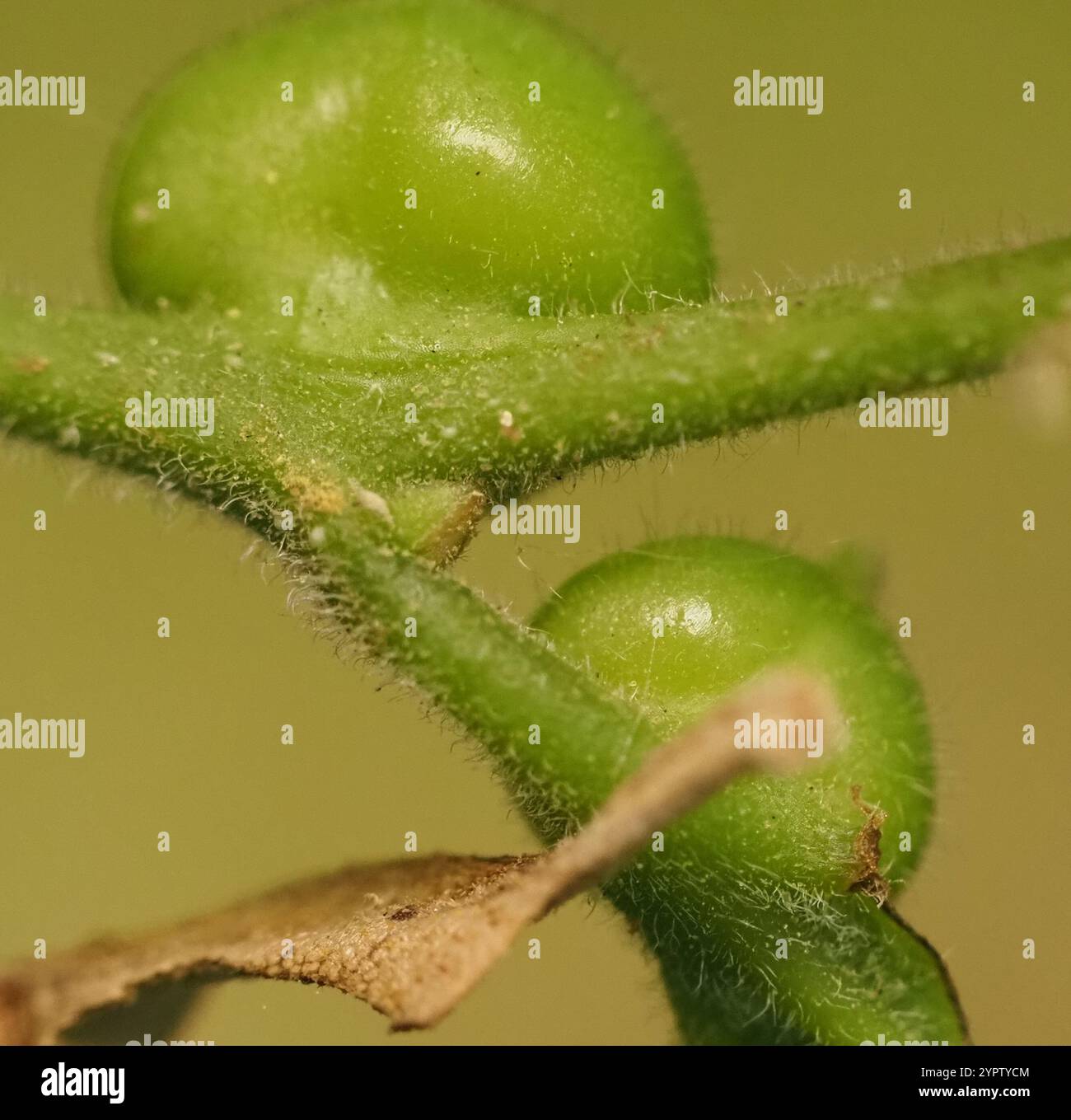 Hackberry Aggregate Gall Midge (Celticecis connata Stock Photo - Alamy