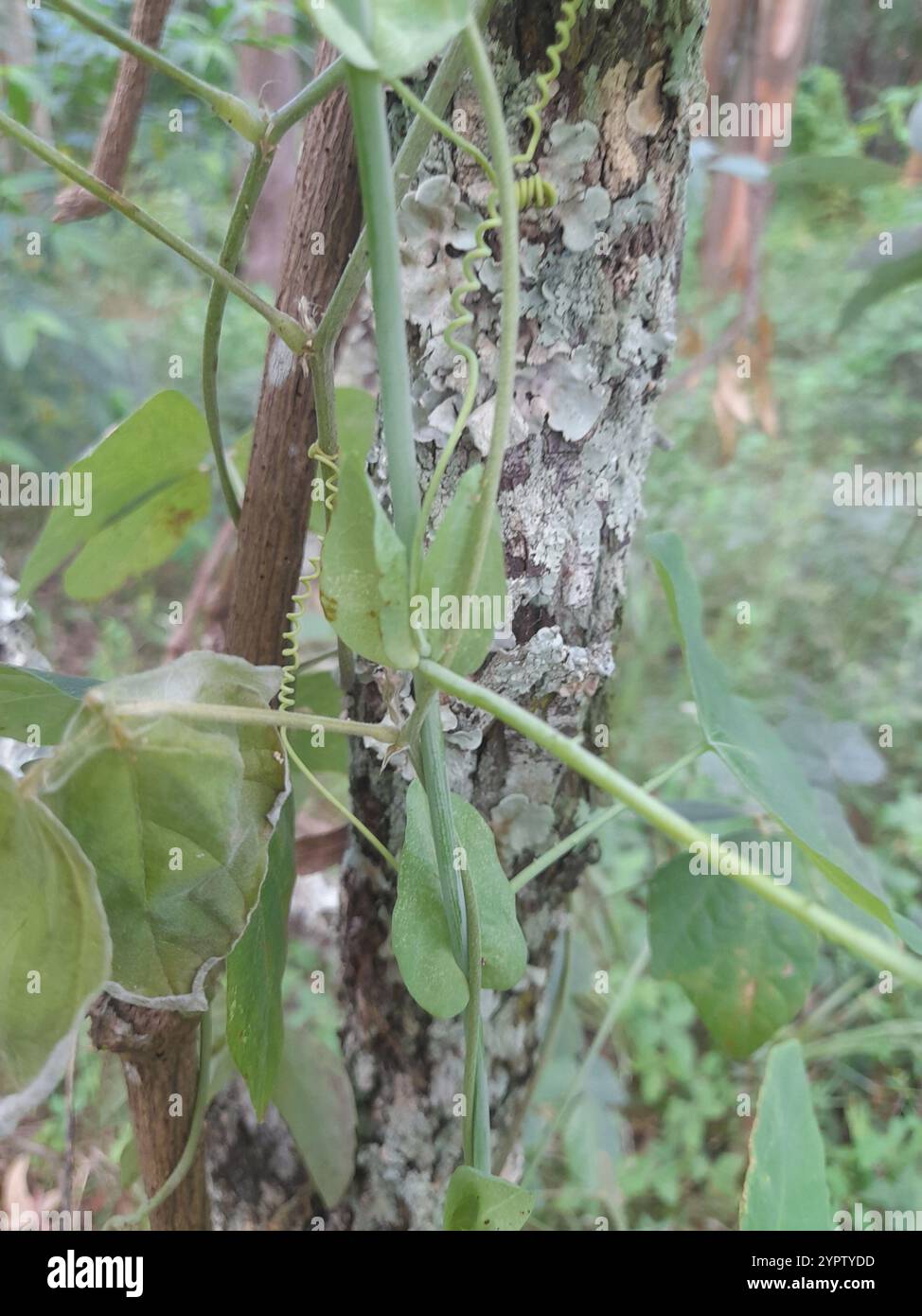 white passionflower (Passiflora subpeltata Stock Photo - Alamy