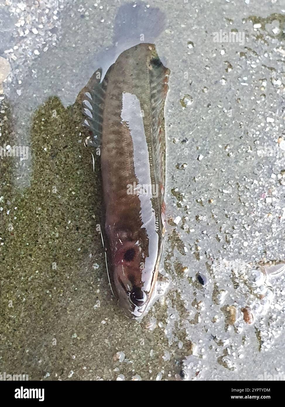 Olive Rockfish (Acanthoclinus fuscus Stock Photo - Alamy