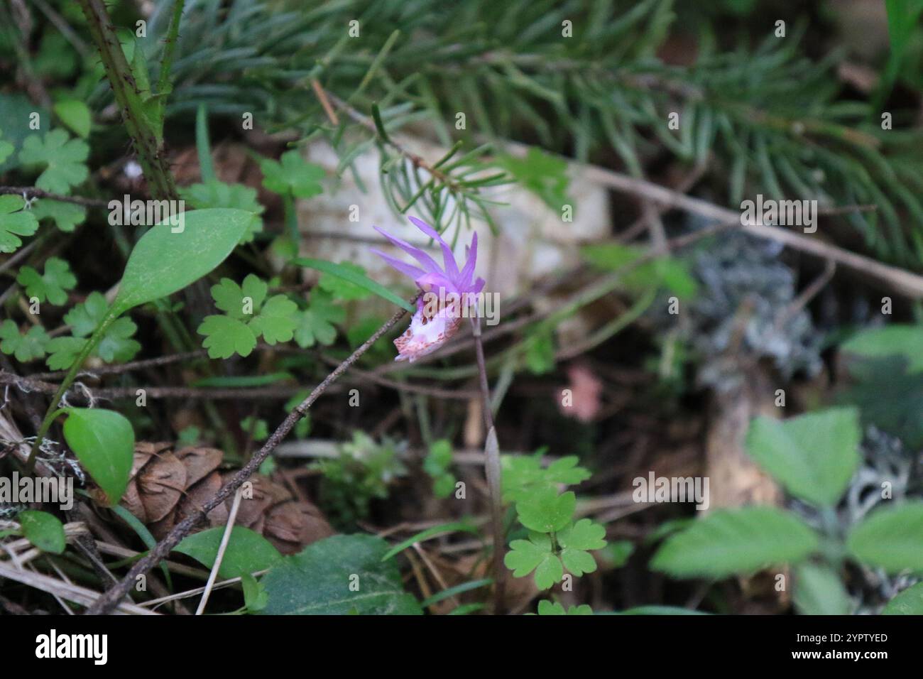 Western Fairy-slipper (Calypso bulbosa occidentalis Stock Photo - Alamy