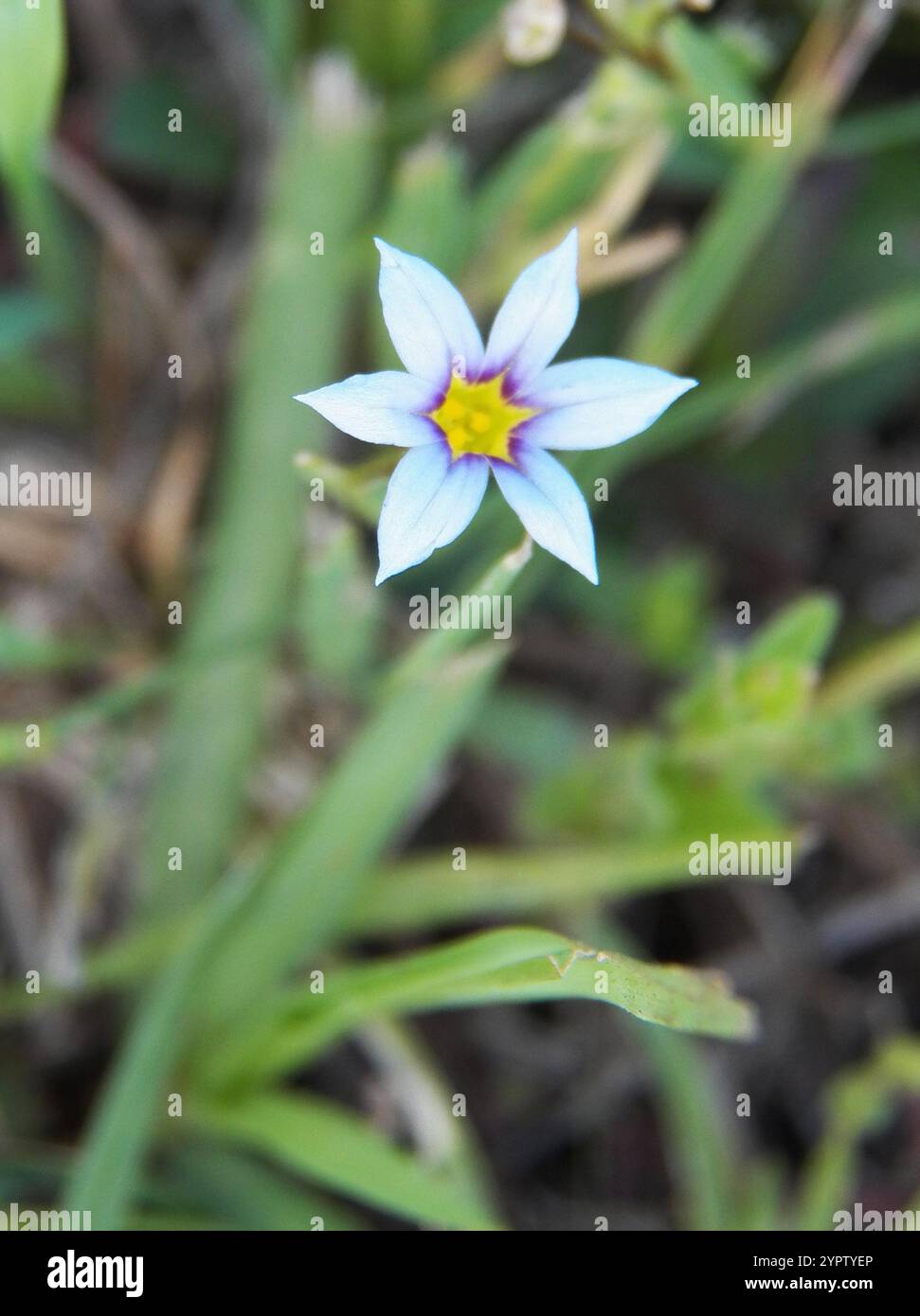 Blue Pigroot (Sisyrinchium micranthum Stock Photo - Alamy