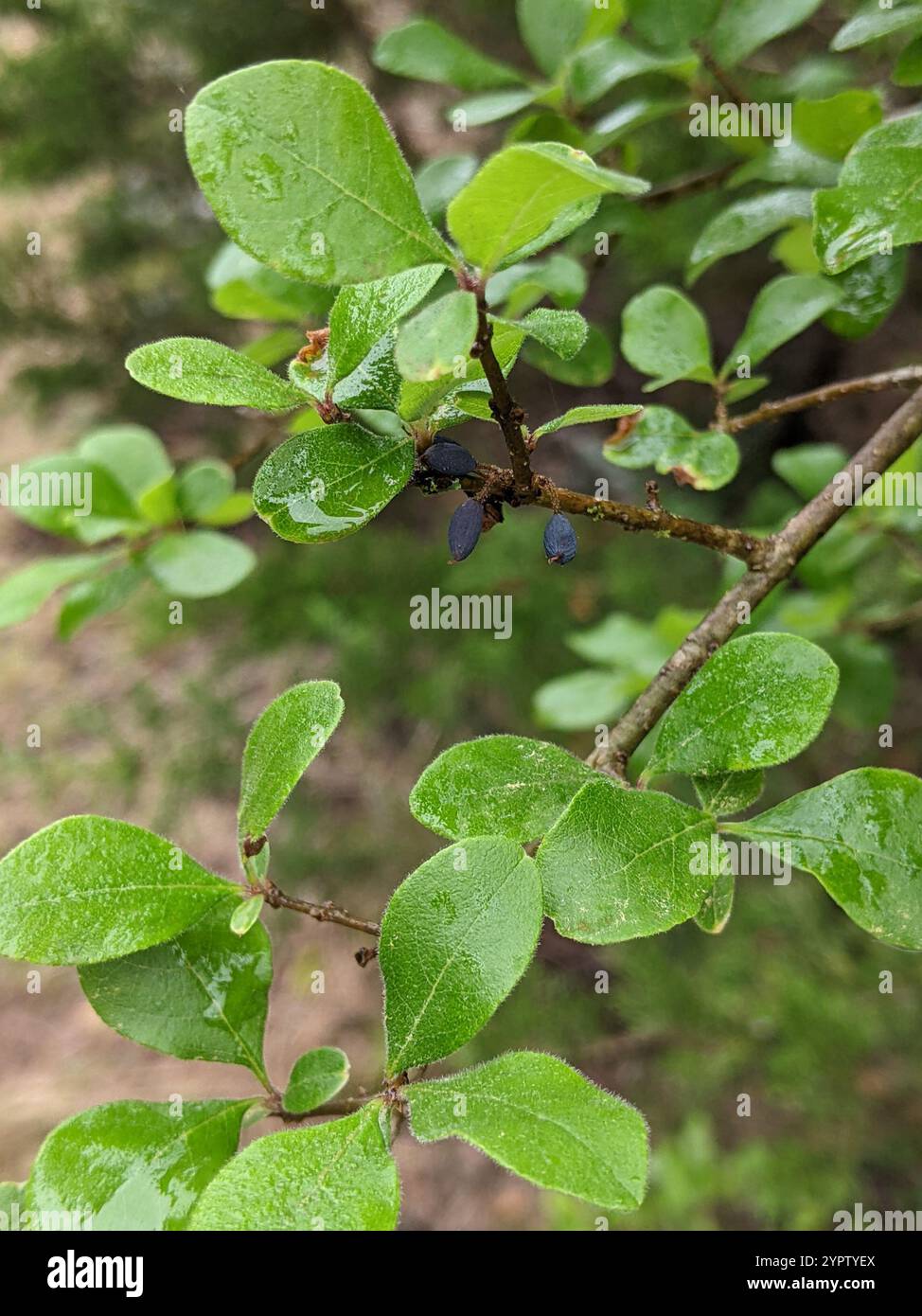 Stretchberry (Forestiera pubescens Stock Photo - Alamy
