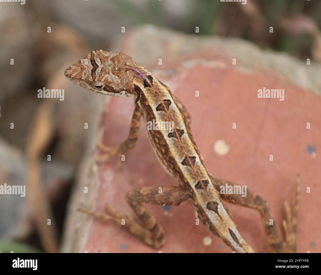 Fan-throated Lizards (Sitana Stock Photo - Alamy