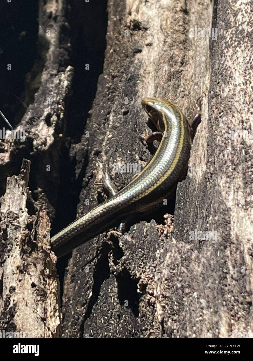 Common Five-lined Skink (Plestiodon fasciatus Stock Photo - Alamy