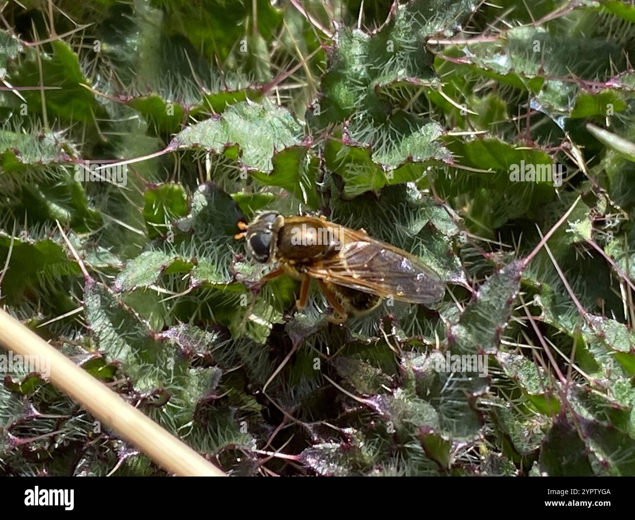 Hover Flies (Syrphidae Stock Photo - Alamy