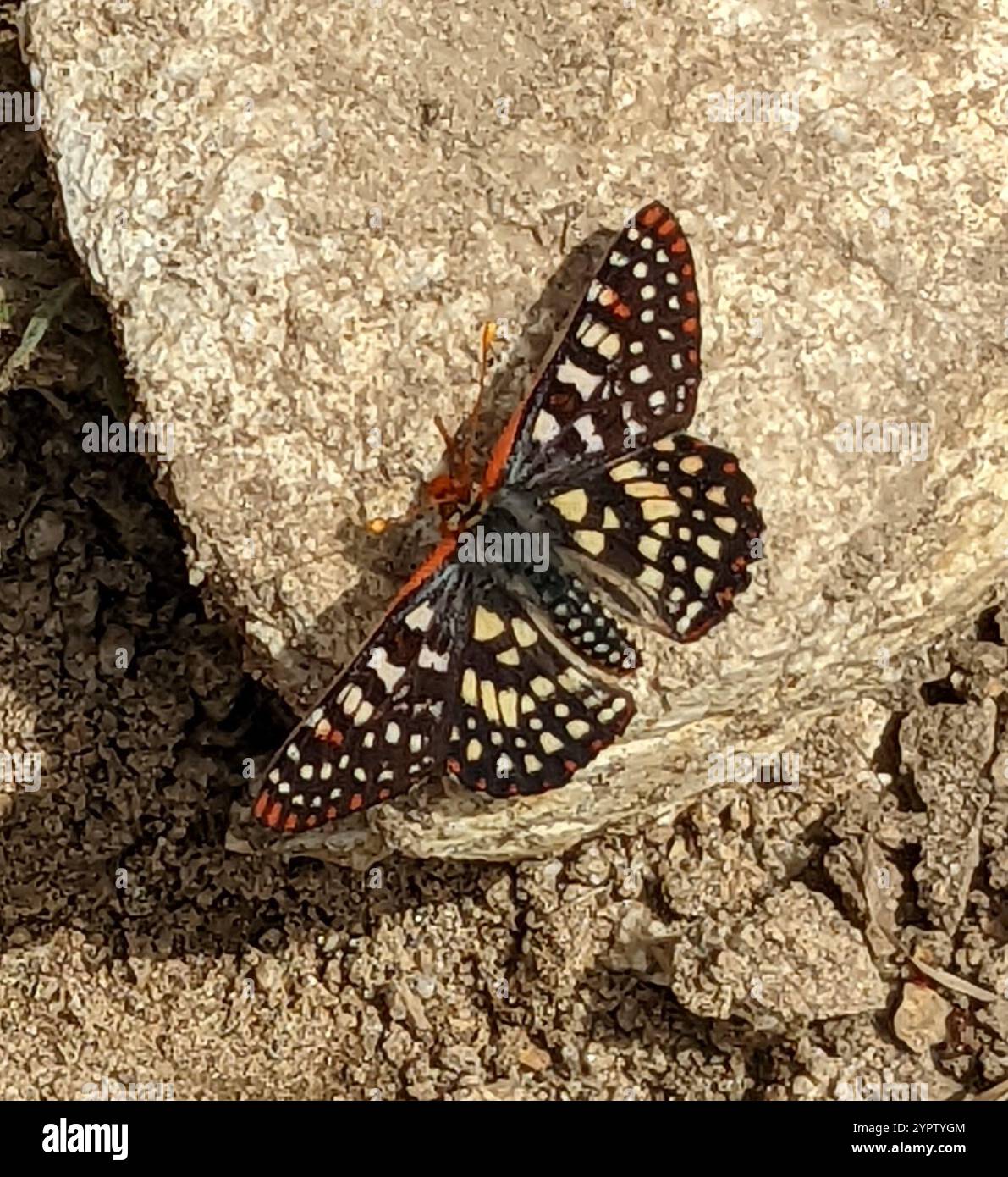 Variable Checkerspot (Euphydryas chalcedona Stock Photo - Alamy