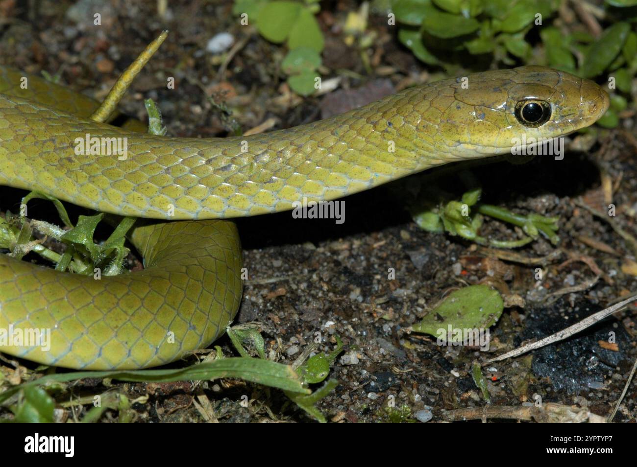 Philothamnus hoplogaster hi-res stock photography and images - Alamy