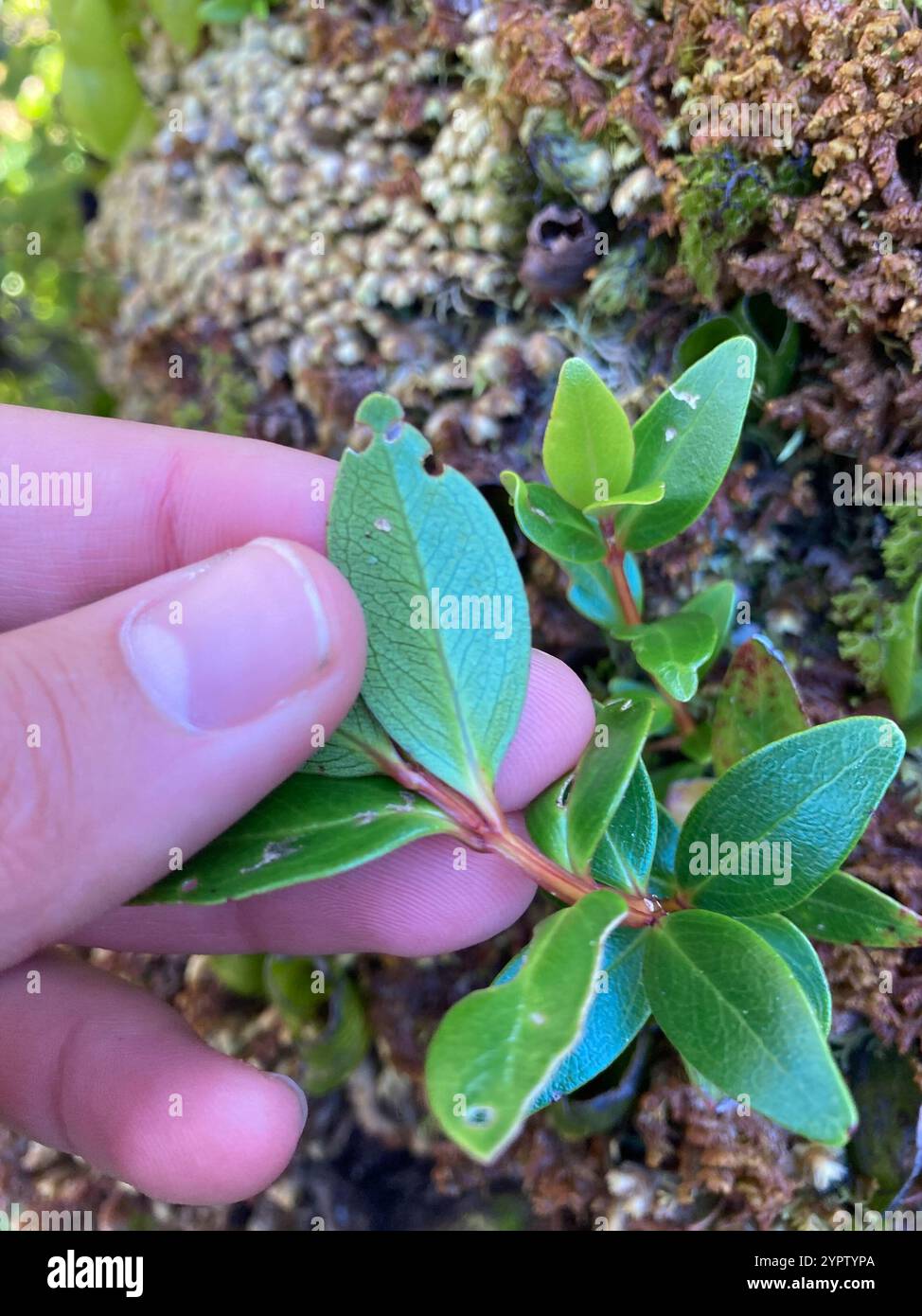 Northern rātā (Metrosideros robusta Stock Photo - Alamy