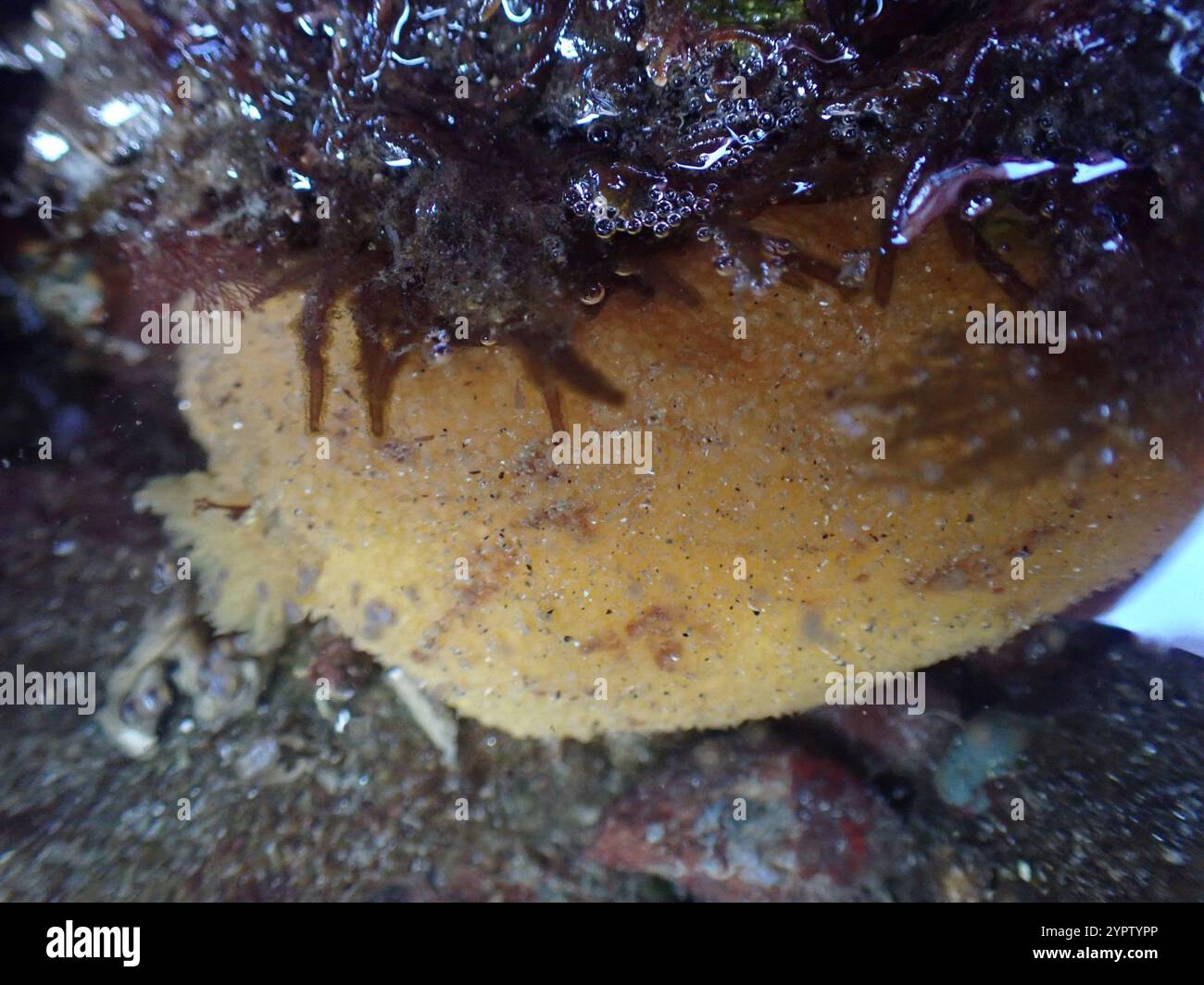 Montereyensis hi-res stock photography and images - Alamy