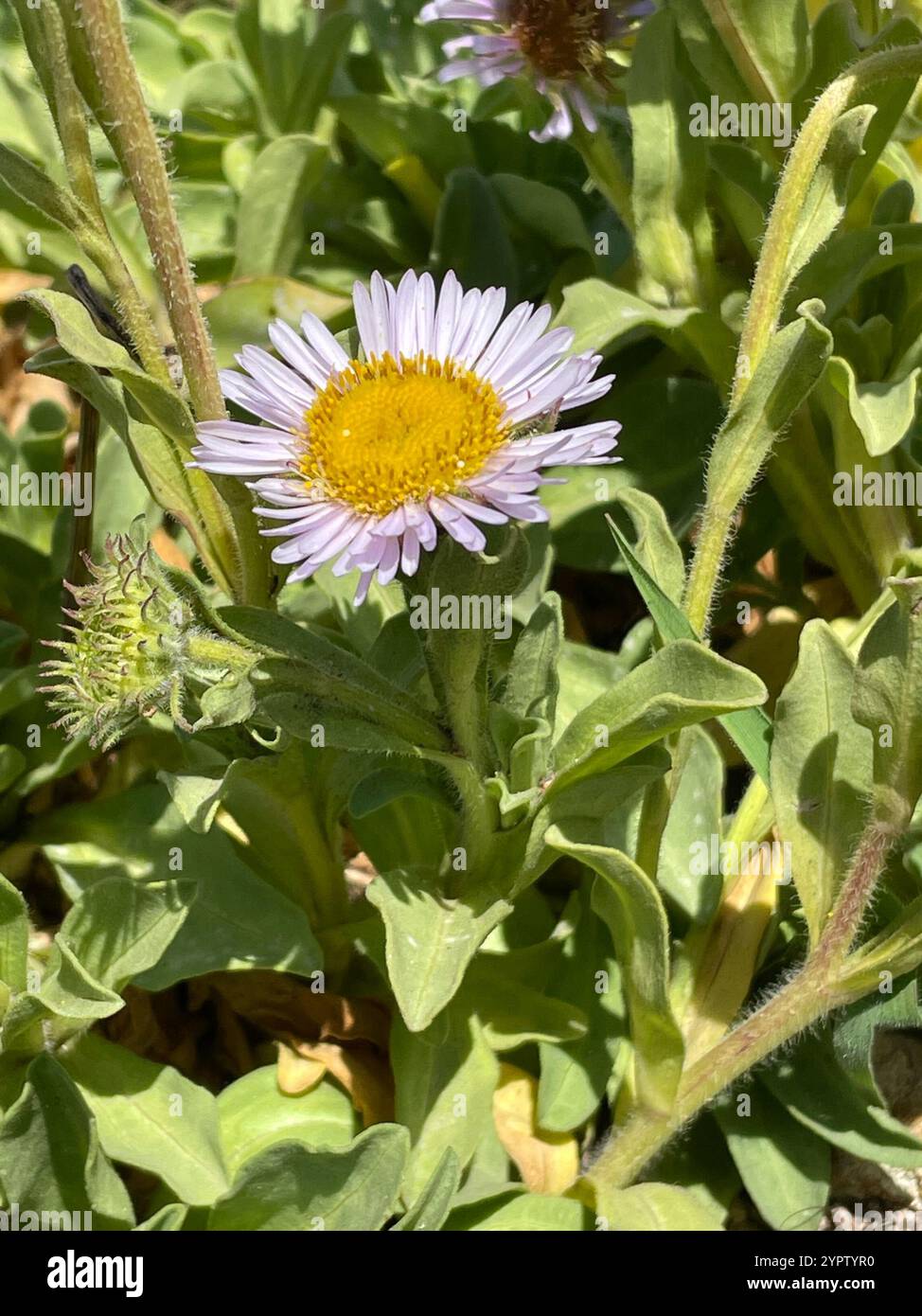 seaside daisy (Erigeron glaucus Stock Photo - Alamy