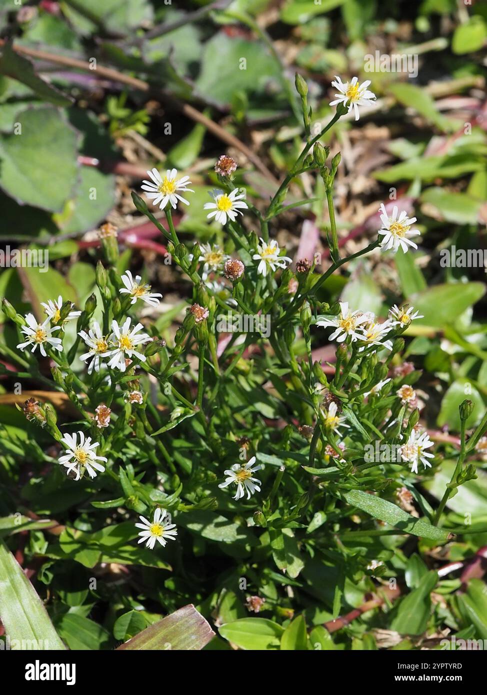 annual saltmarsh aster (Symphyotrichum subulatum Stock Photo - Alamy