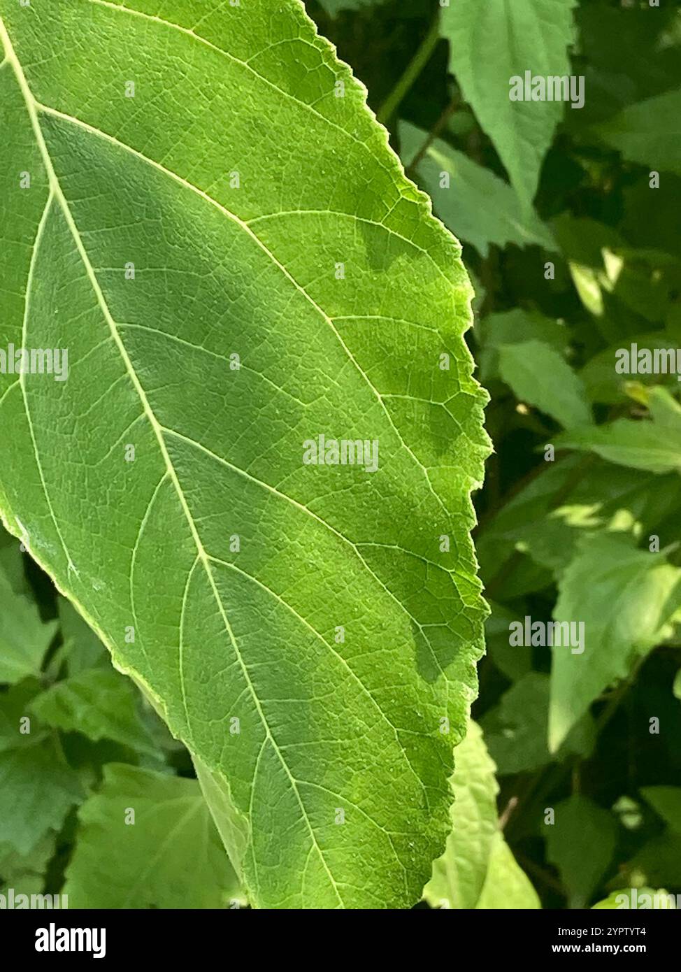Opposite Leaf Fig (Ficus hispida Stock Photo - Alamy