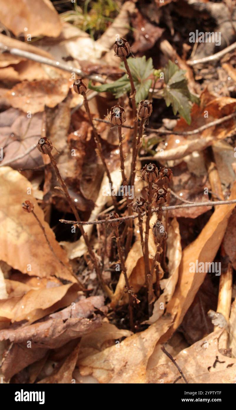Ghost Pipe (Monotropa uniflora Stock Photo - Alamy