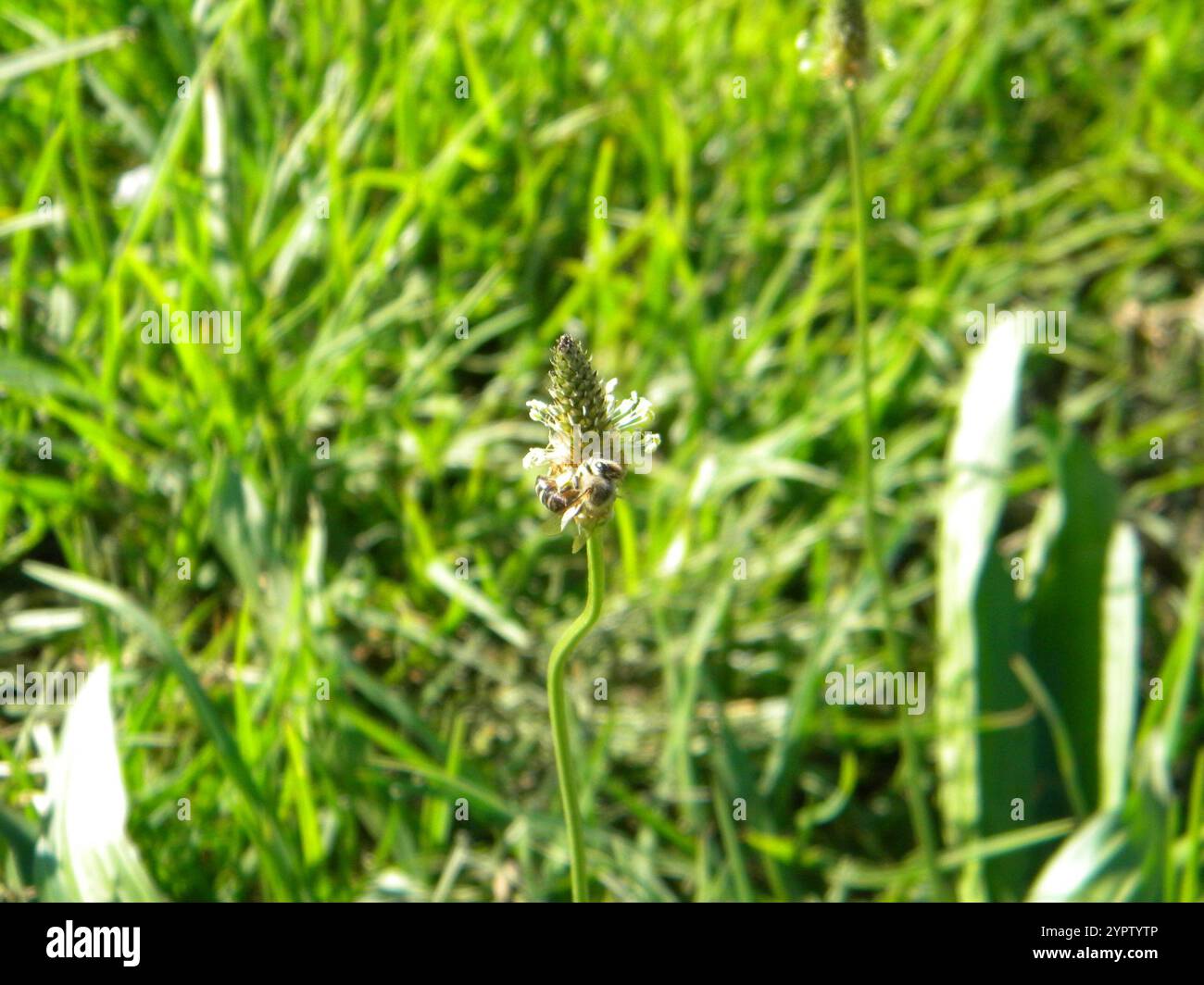 Cape Honey Bee (Apis mellifera capensis Stock Photo - Alamy