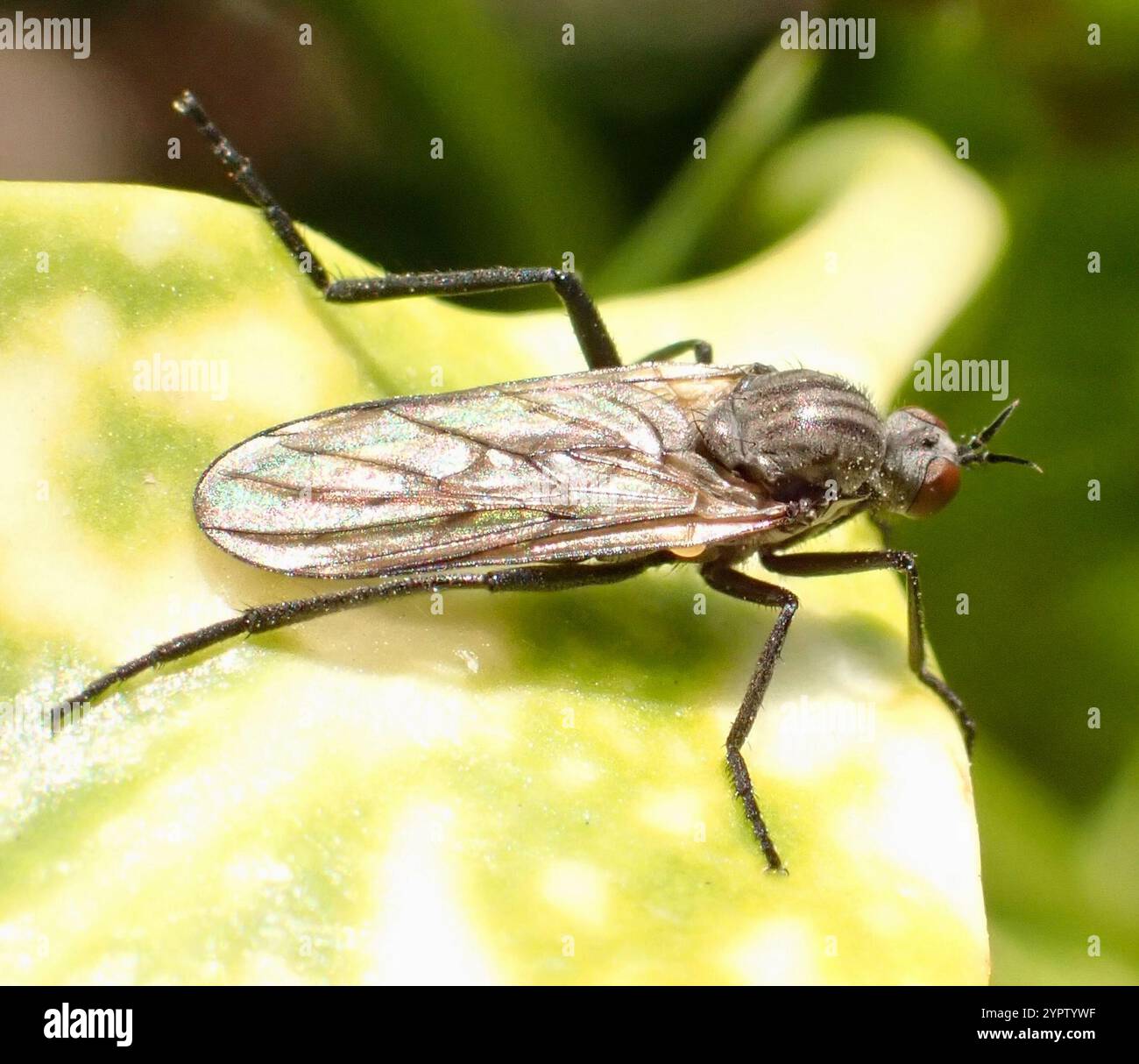 Dance Flies, Long-legged Flies, and Allies (Empidoidea Stock Photo - Alamy