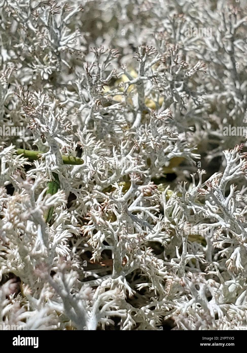 gray reindeer lichen (Cladonia rangiferina Stock Photo - Alamy