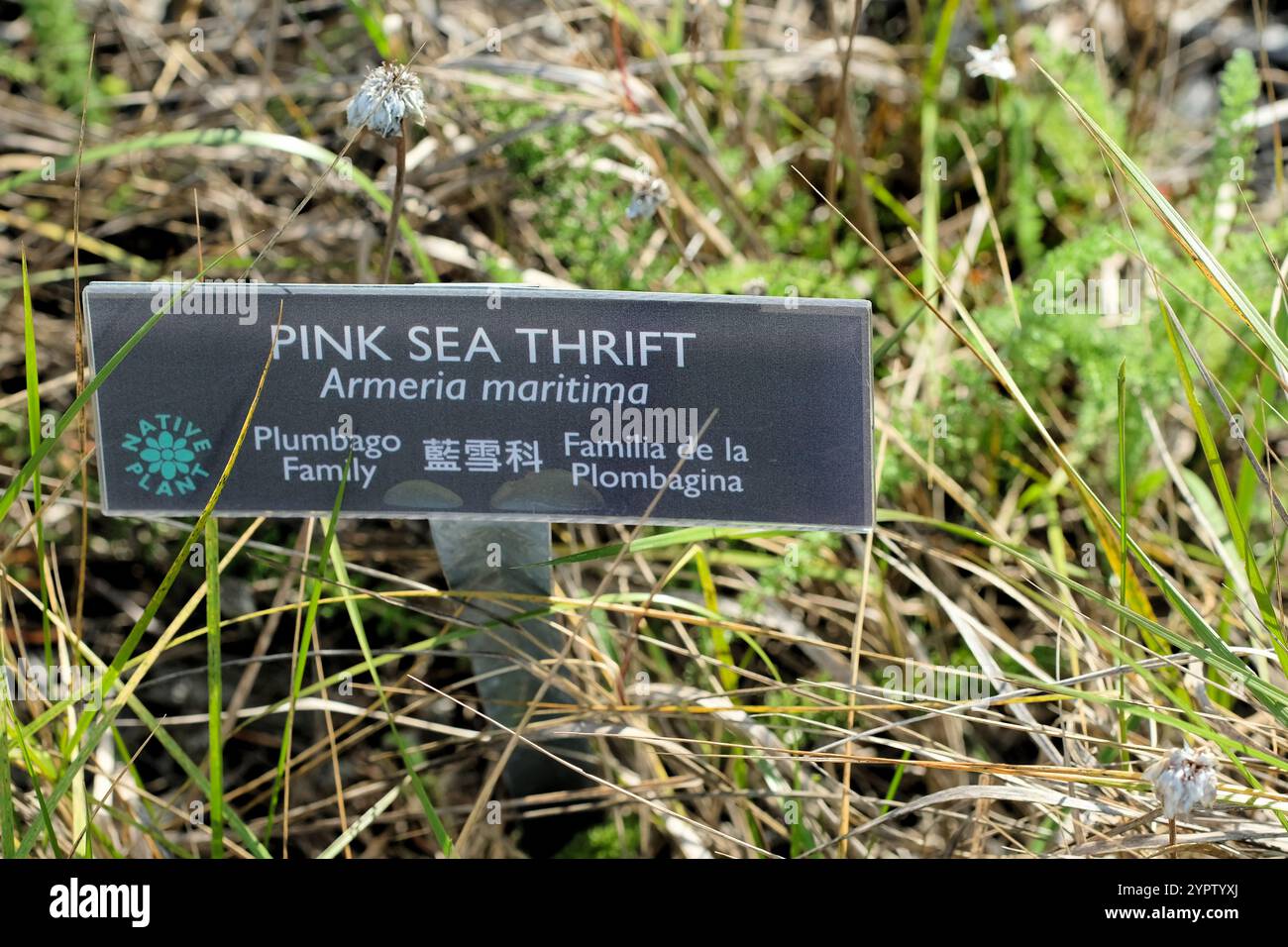 Latin botanical name plate and plant description for Pink Sea Thrift ...