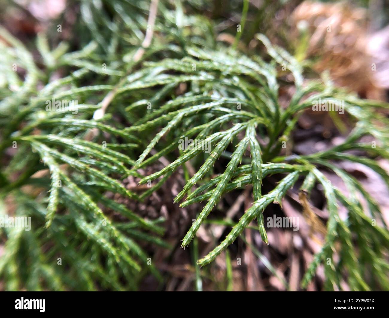 fan clubmoss (Diphasiastrum digitatum Stock Photo - Alamy