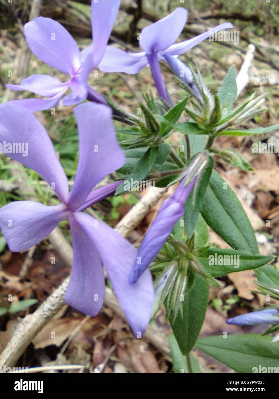 blue phlox (Phlox divaricata Stock Photo - Alamy
