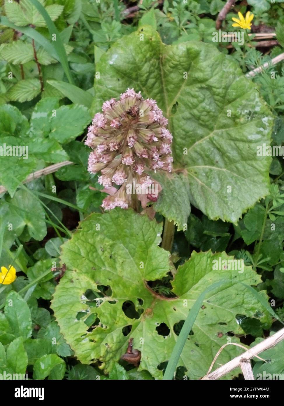 Common Butterbur (Petasites hybridus Stock Photo - Alamy
