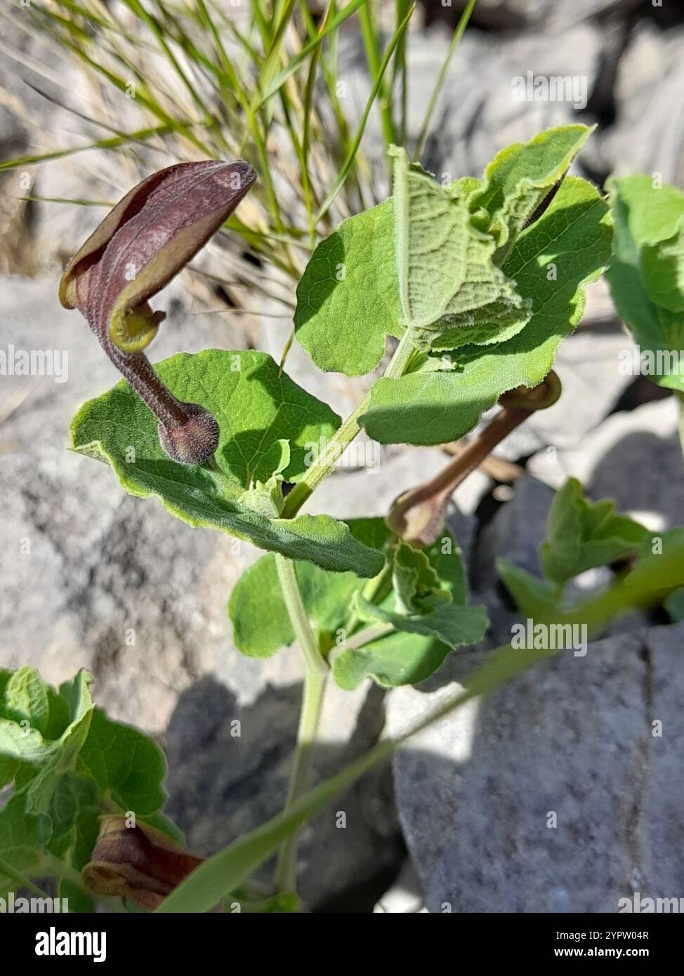 Spanish Birthwort (Aristolochia pistolochia Stock Photo - Alamy