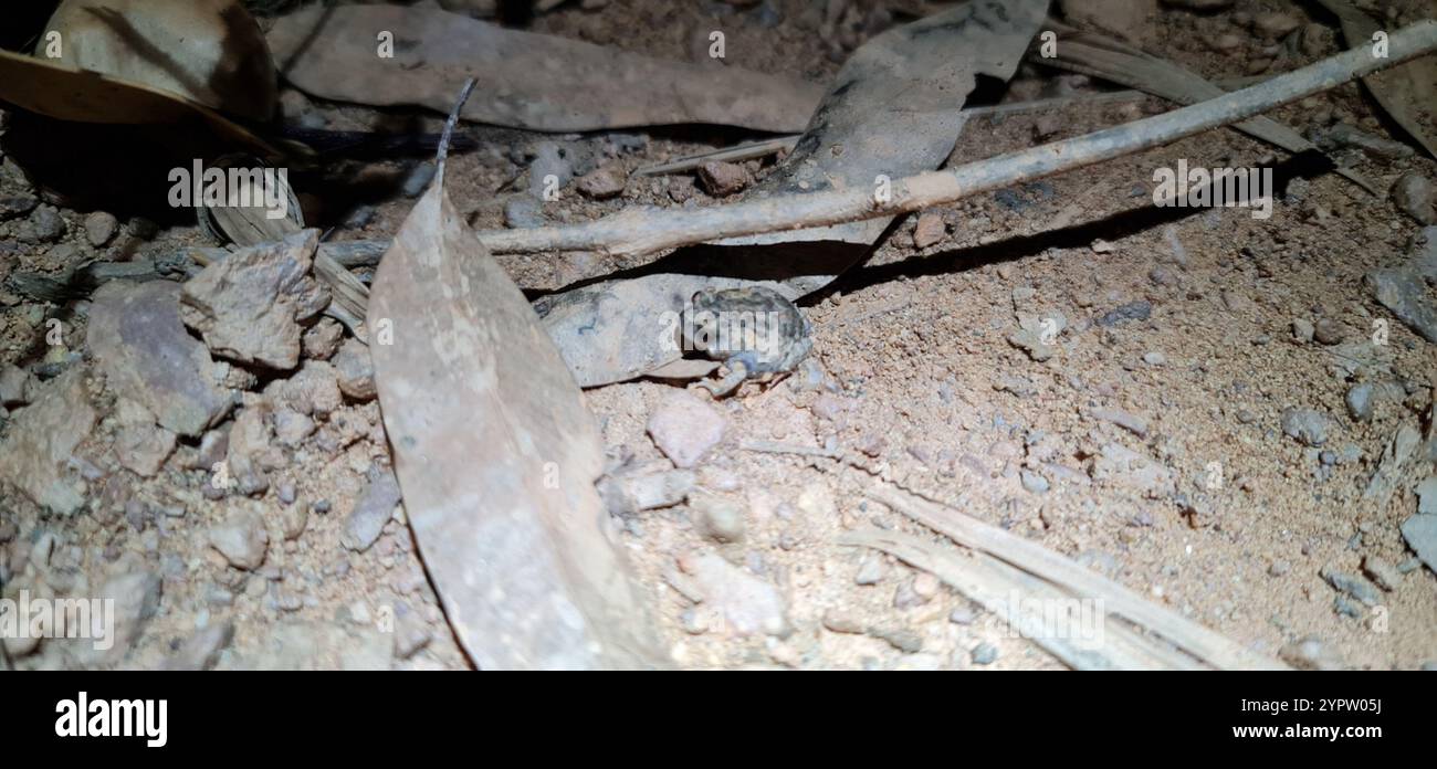 Fat Toadlet (Uperoleia crassa Stock Photo - Alamy