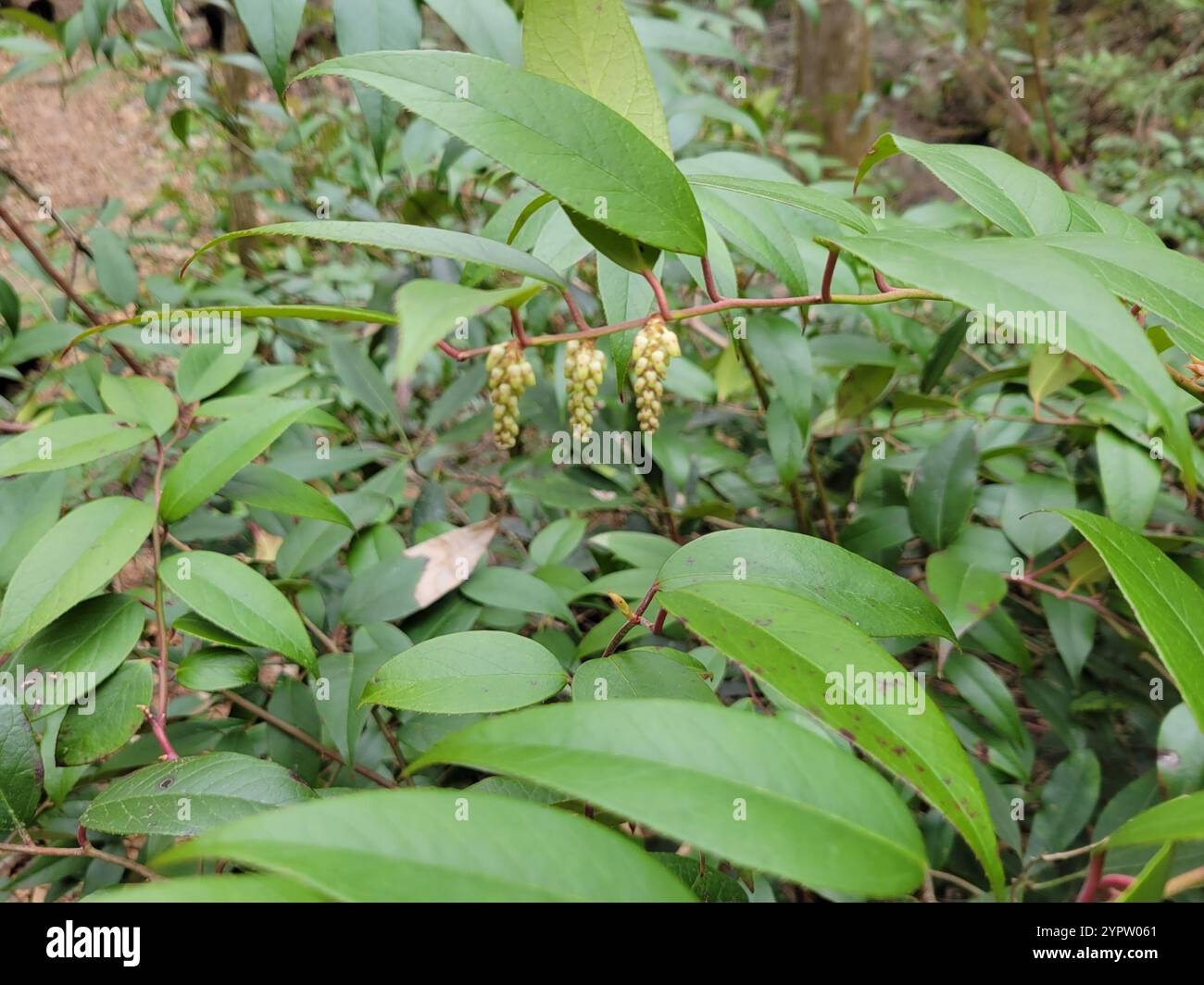 mountain doghobble (Leucothoe fontanesiana Stock Photo - Alamy