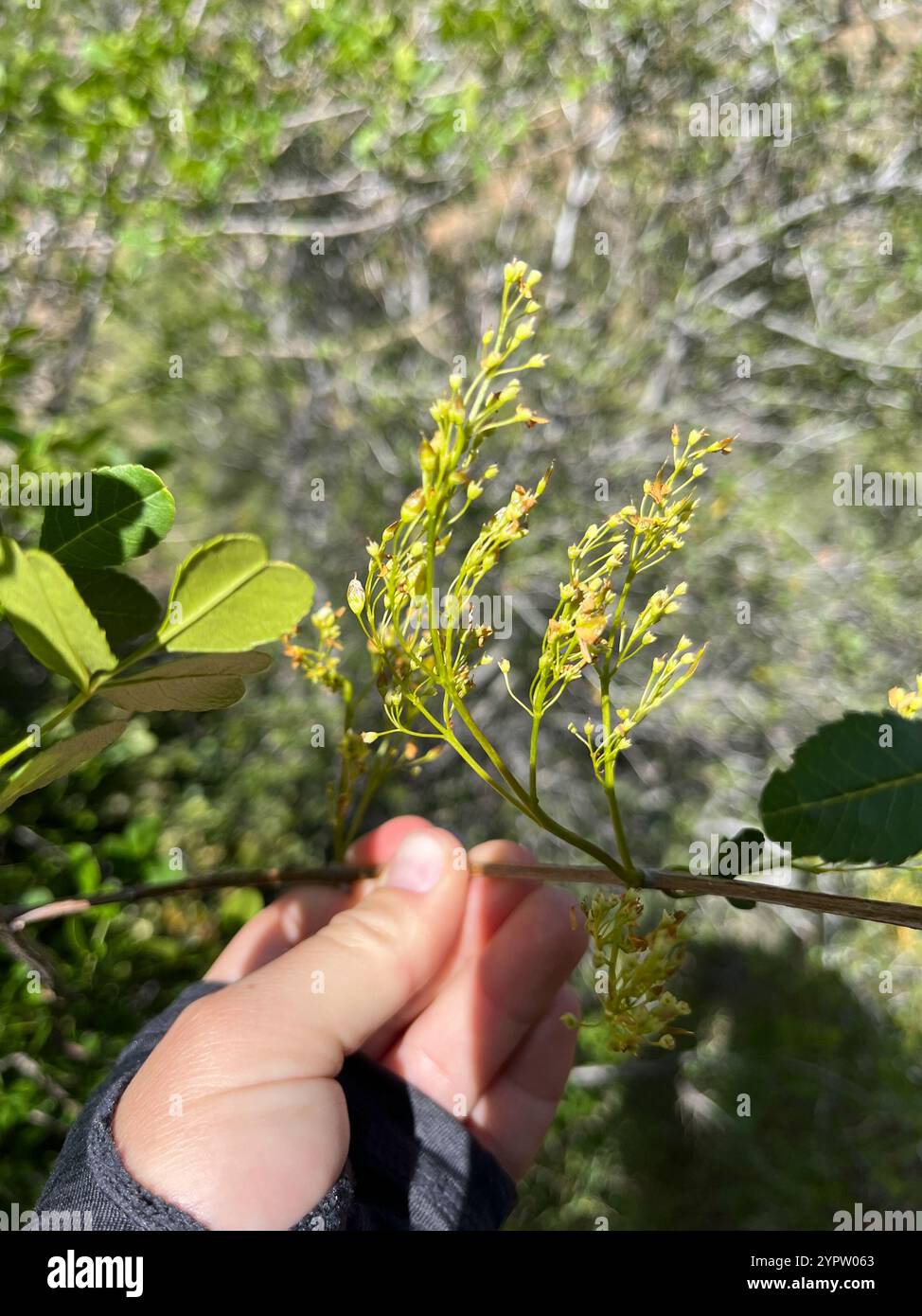 California Ash (Fraxinus dipetala Stock Photo - Alamy