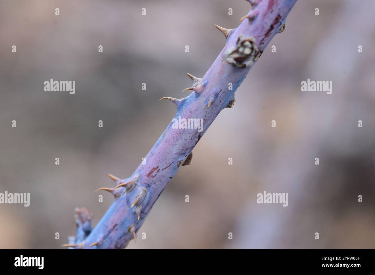 whitebark raspberry (Rubus leucodermis Stock Photo - Alamy