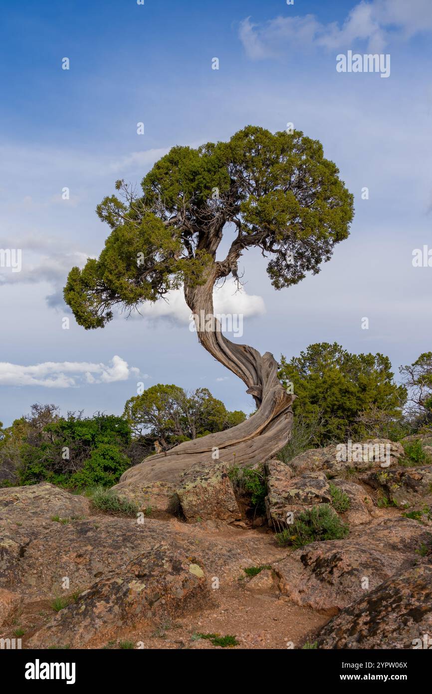 Twisted tree trunk hi-res stock photography and images - Alamy