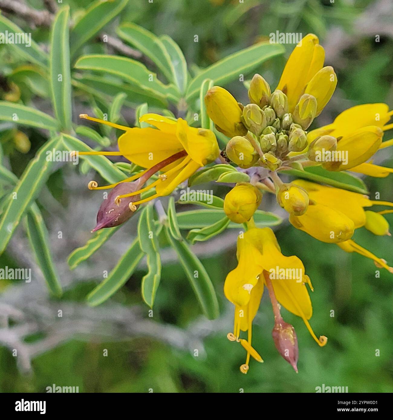 Cleomella hi-res stock photography and images - Alamy