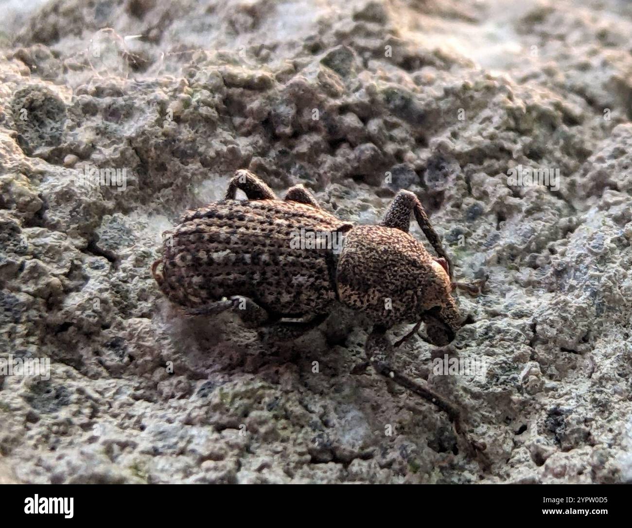 True Weevils (Curculionidae Stock Photo - Alamy