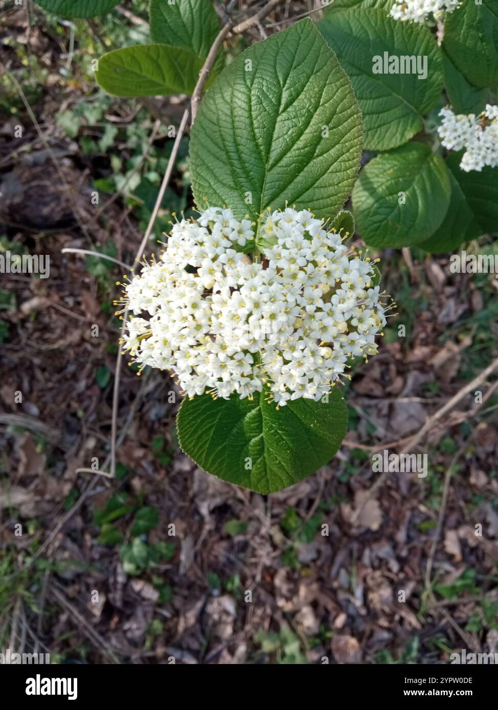 Wayfaring-tree (Viburnum lantana Stock Photo - Alamy