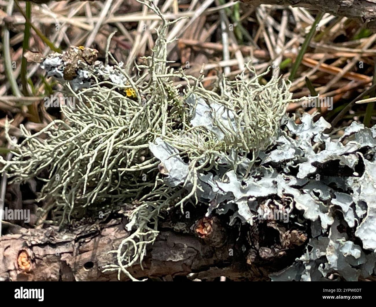 Boreal Beard Lichen (Usnea subfloridana Stock Photo - Alamy