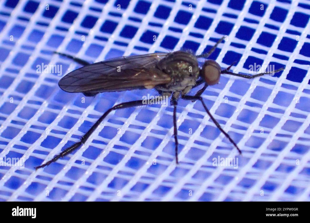 Dance Flies (Empididae Stock Photo - Alamy