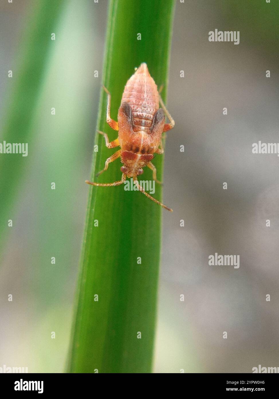 handsome plant bug (Harpocera thoracica Stock Photo - Alamy