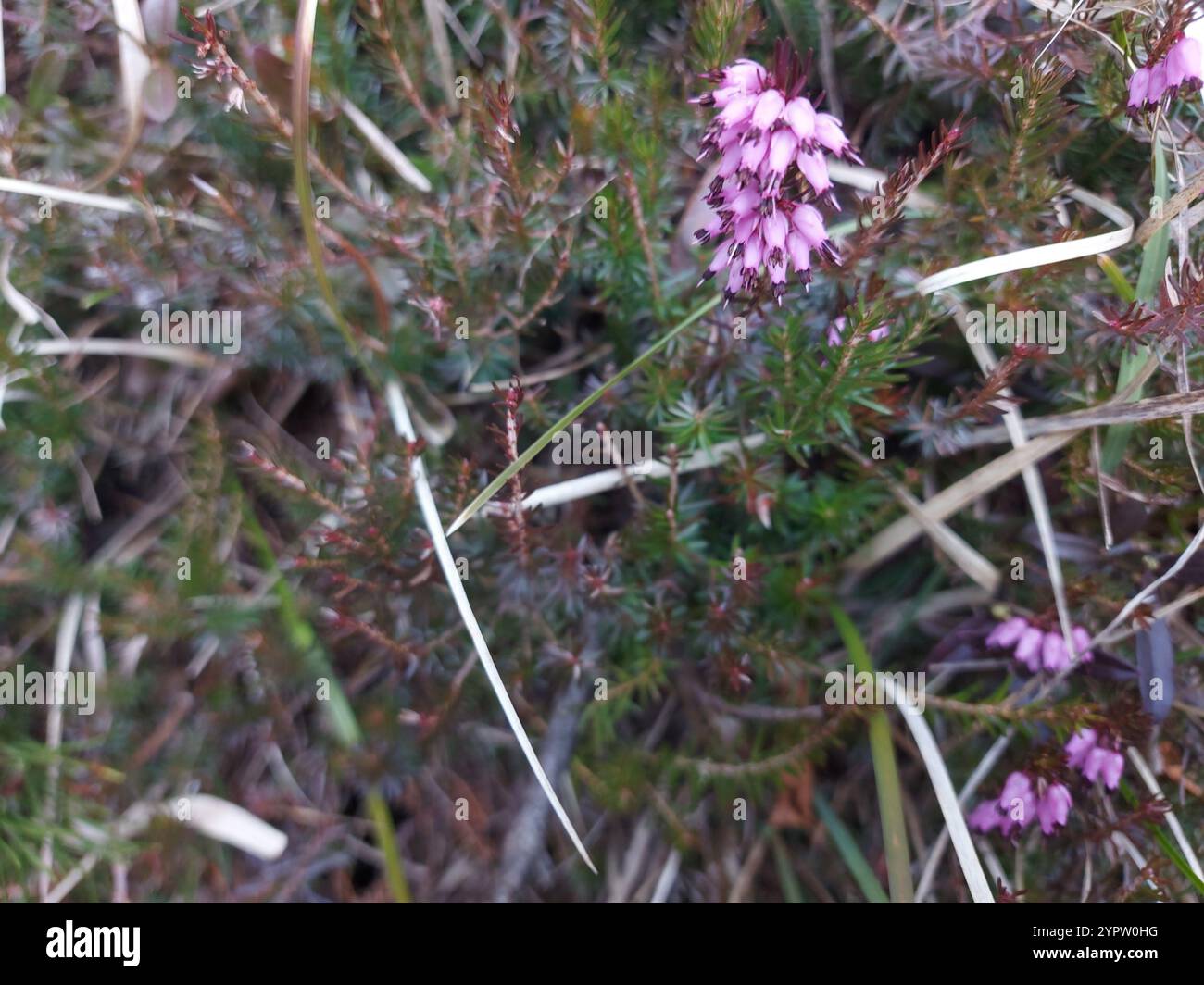 Spring Heath (Erica carnea Stock Photo - Alamy