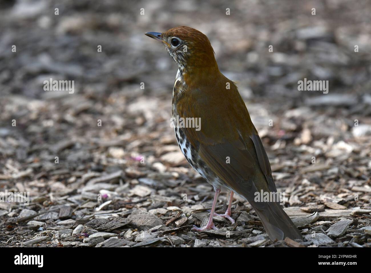Wood Thrush (Hylocichla mustelina Stock Photo - Alamy