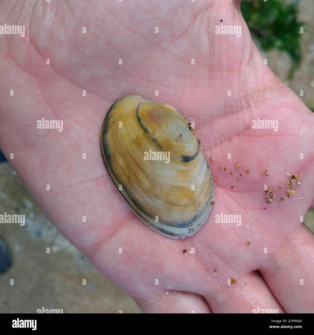 Pullet Carpet Shell (Venerupis corrugata Stock Photo - Alamy