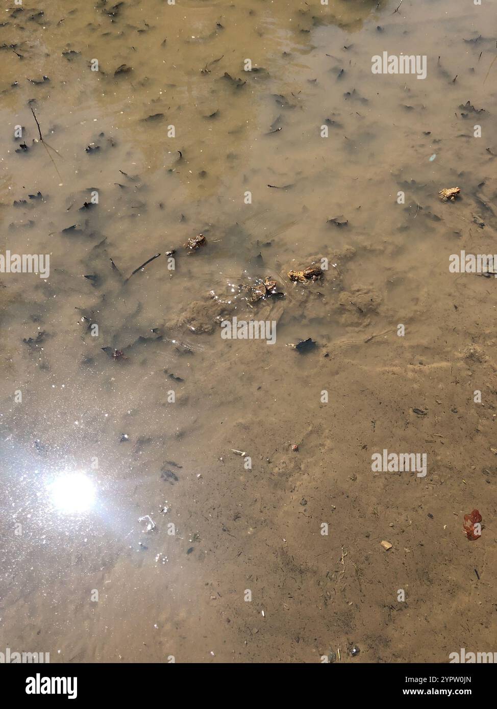 Eastern American Toad (Anaxyrus americanus americanus Stock Photo - Alamy