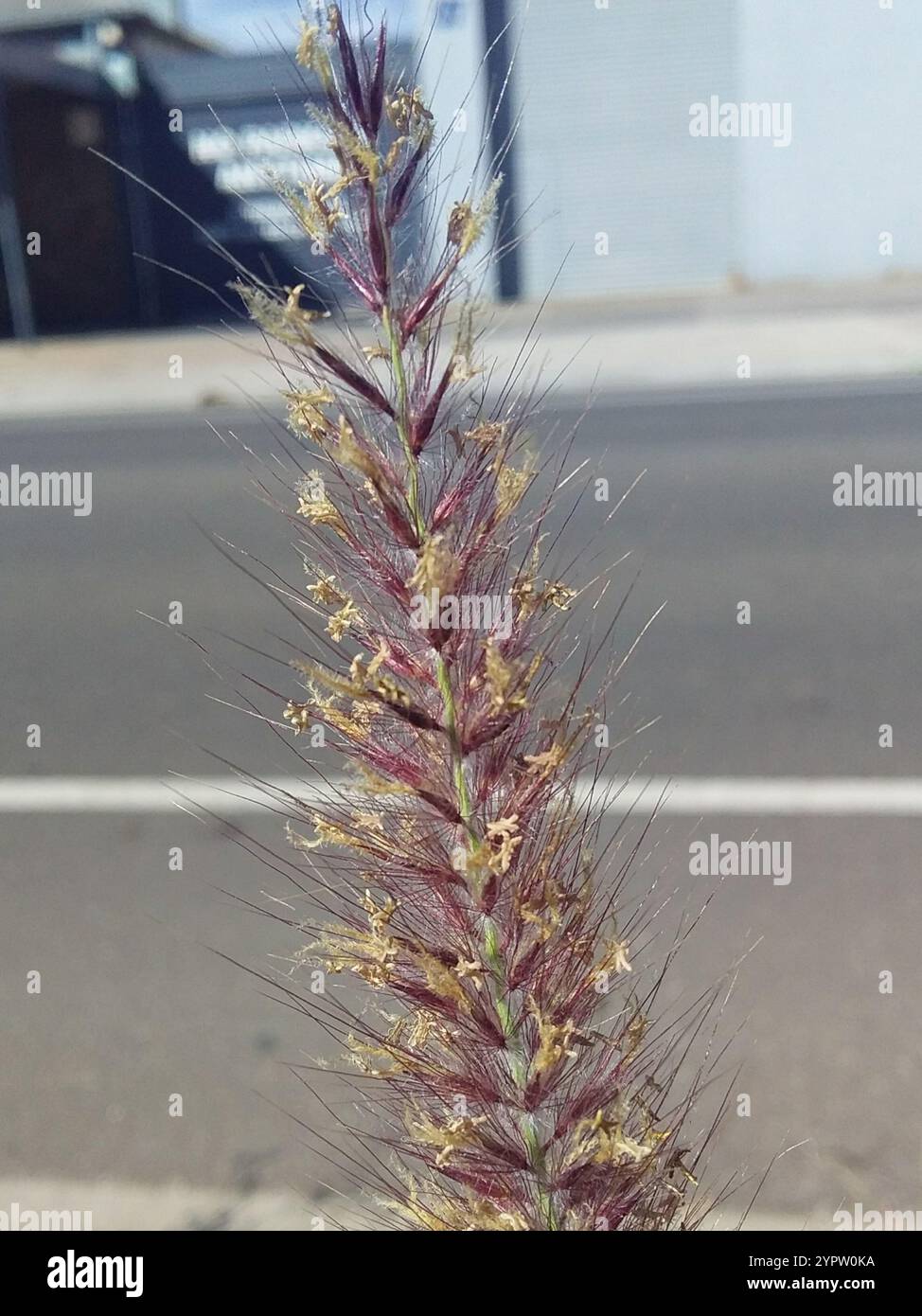 Fountain Grass (Cenchrus setaceus Stock Photo - Alamy