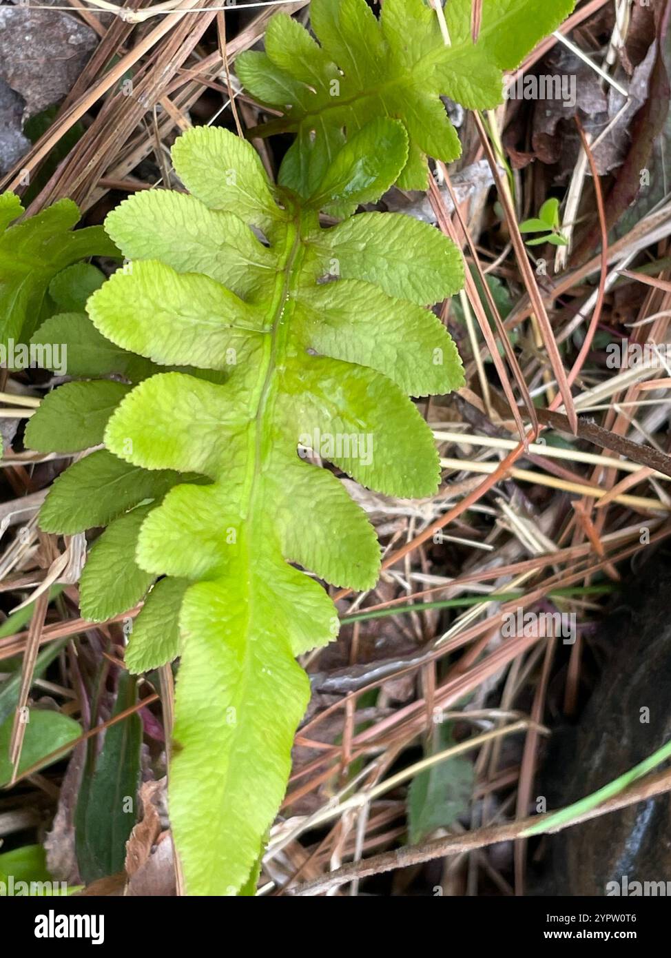 netted chain fern (Woodwardia areolata Stock Photo - Alamy