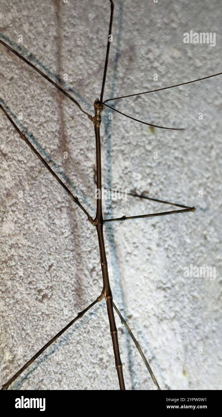 Stick Insects (Phasmida Stock Photo - Alamy