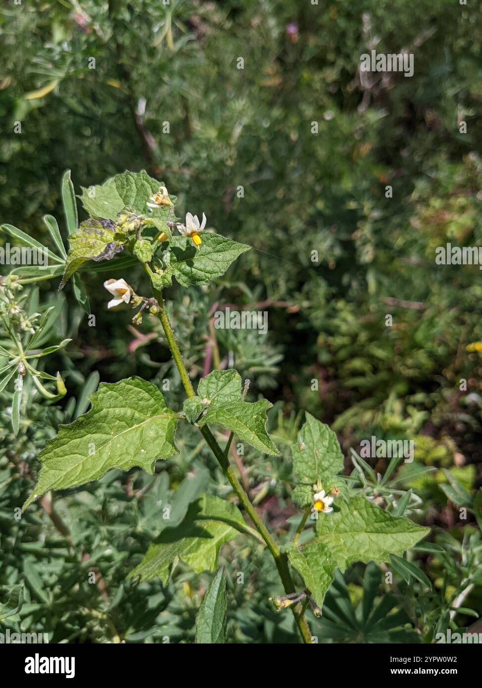 greenspot nightshade (Solanum douglasii Stock Photo - Alamy