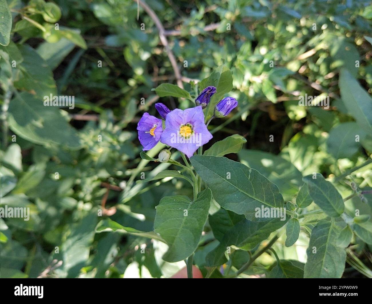 bluewitch nightshade (Solanum umbelliferum Stock Photo - Alamy