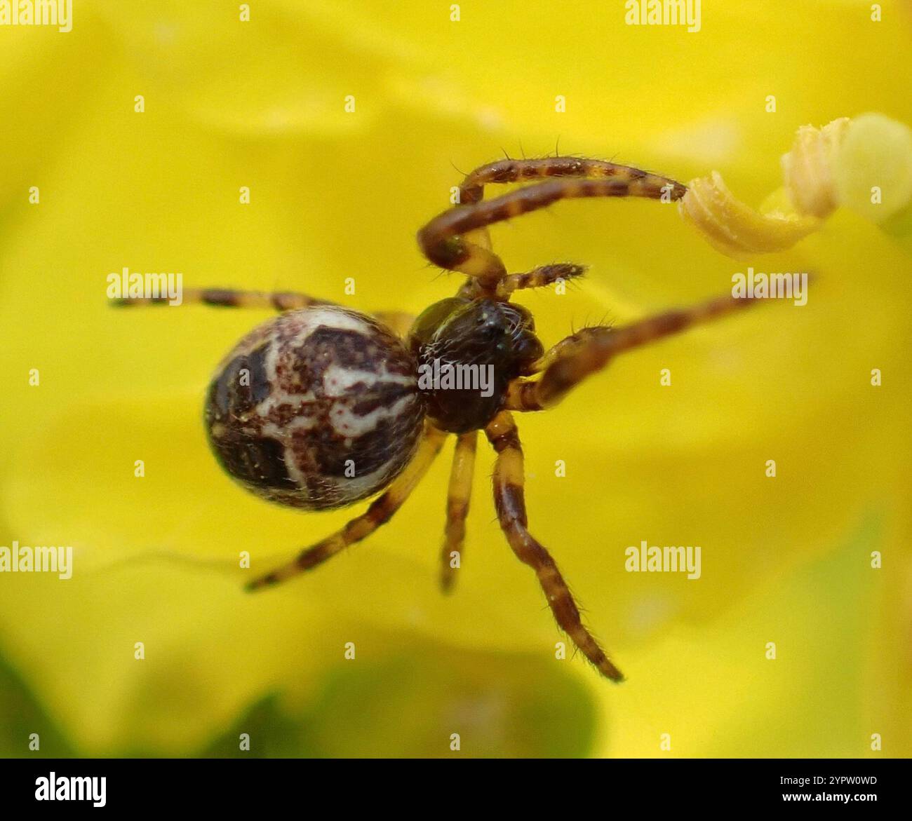 Furrow Spiders (Larinioides Stock Photo - Alamy